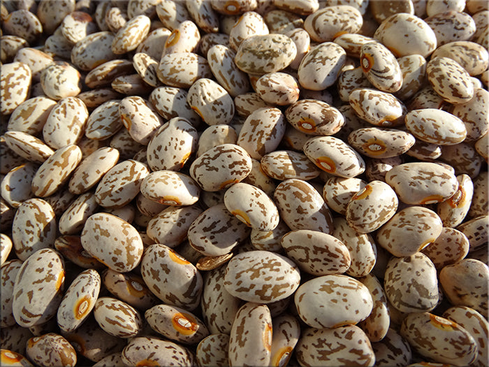 Agassiz Pinto Bean Heritage Harvest Seed agassiz-pinto-bean-heritage-harvest-seed