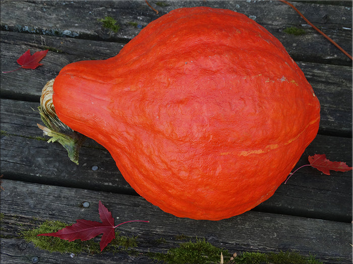 Boston Marrow Squash from Heritage Harvest Seed