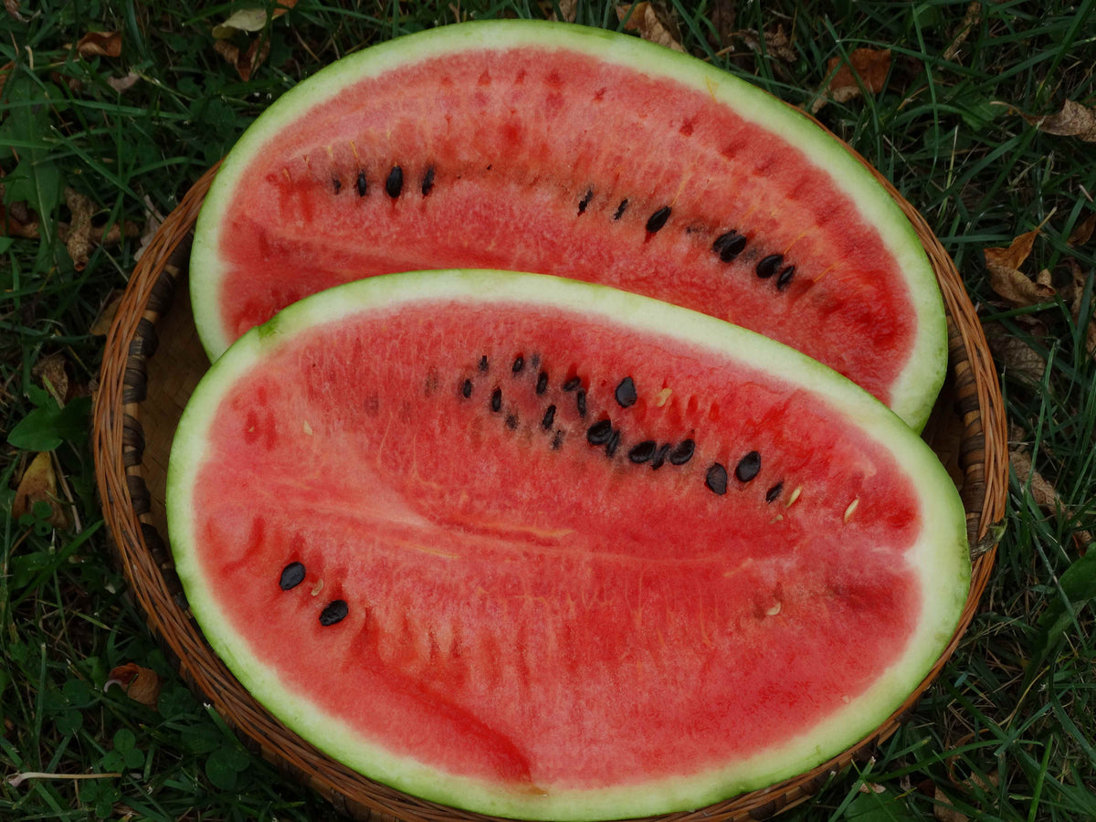 Bozeman Watermelon – Heritage Harvest Seed