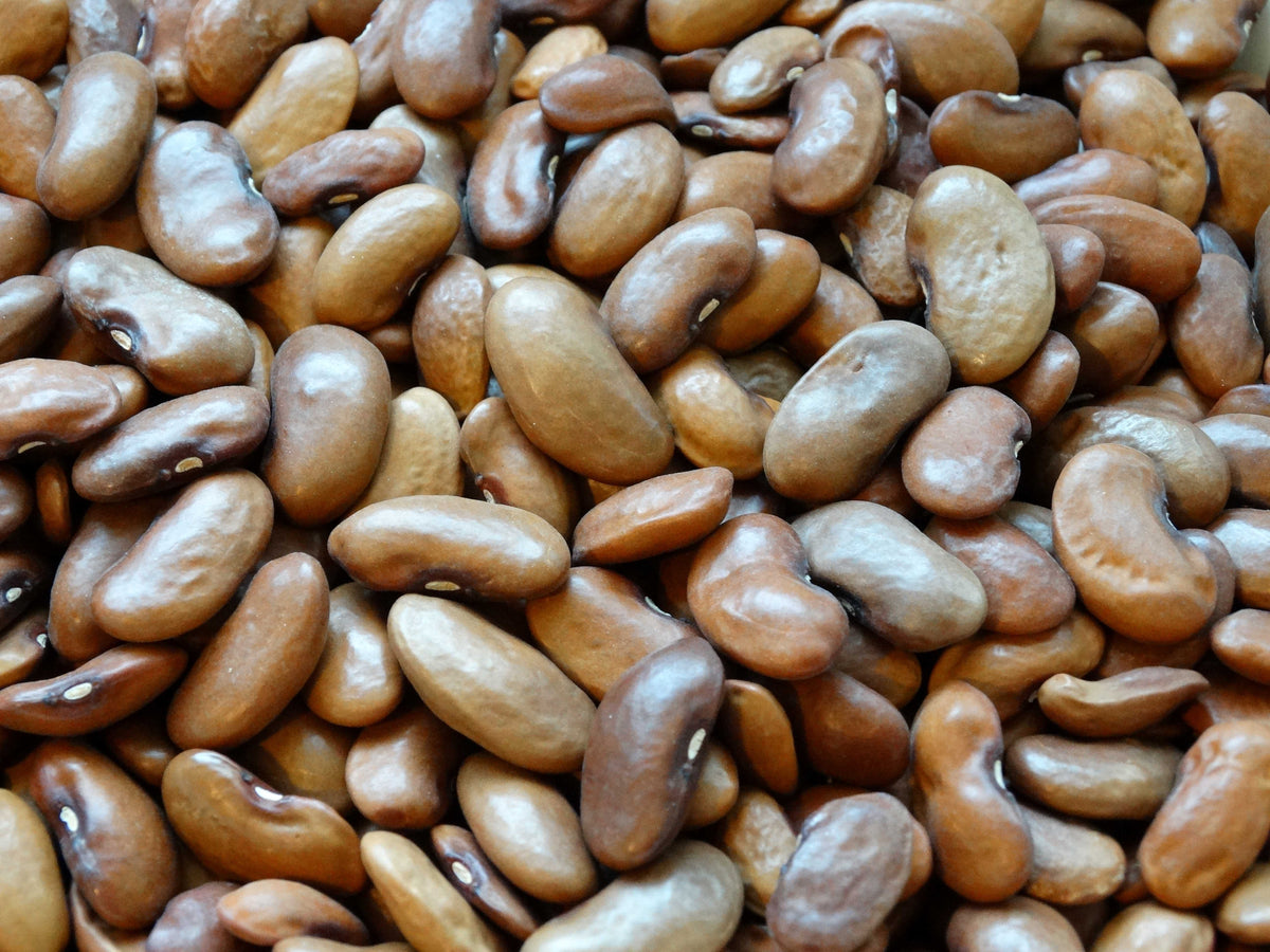 Brown Case Knife Bean from Heritage Harvest Seed