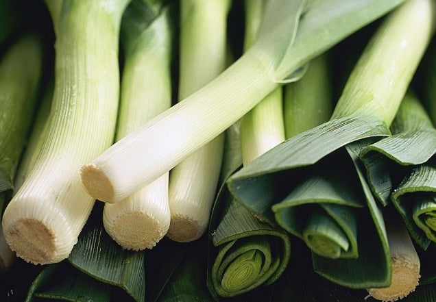 Carentan Leek – Heritage Harvest Seed