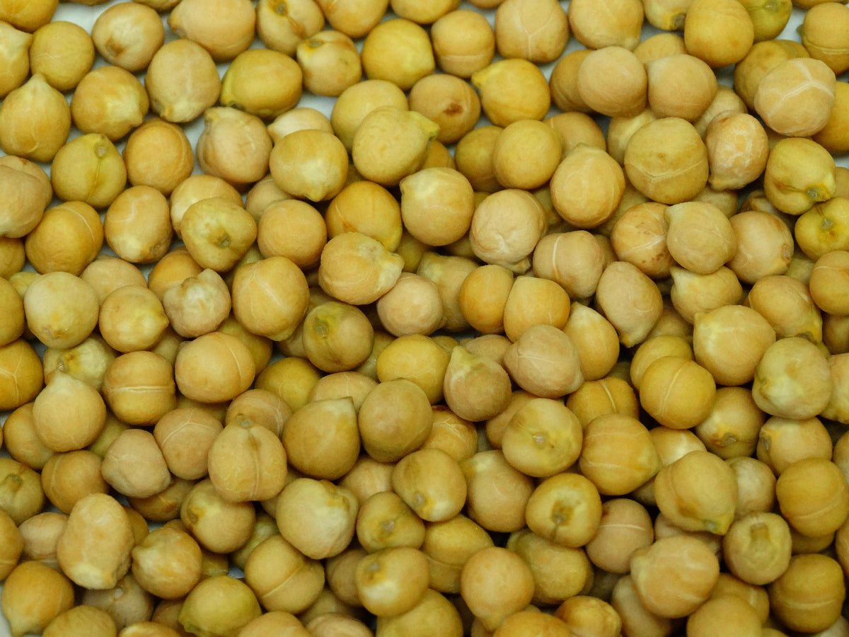 Chickpea of Spello from Heritage Harvest Seed