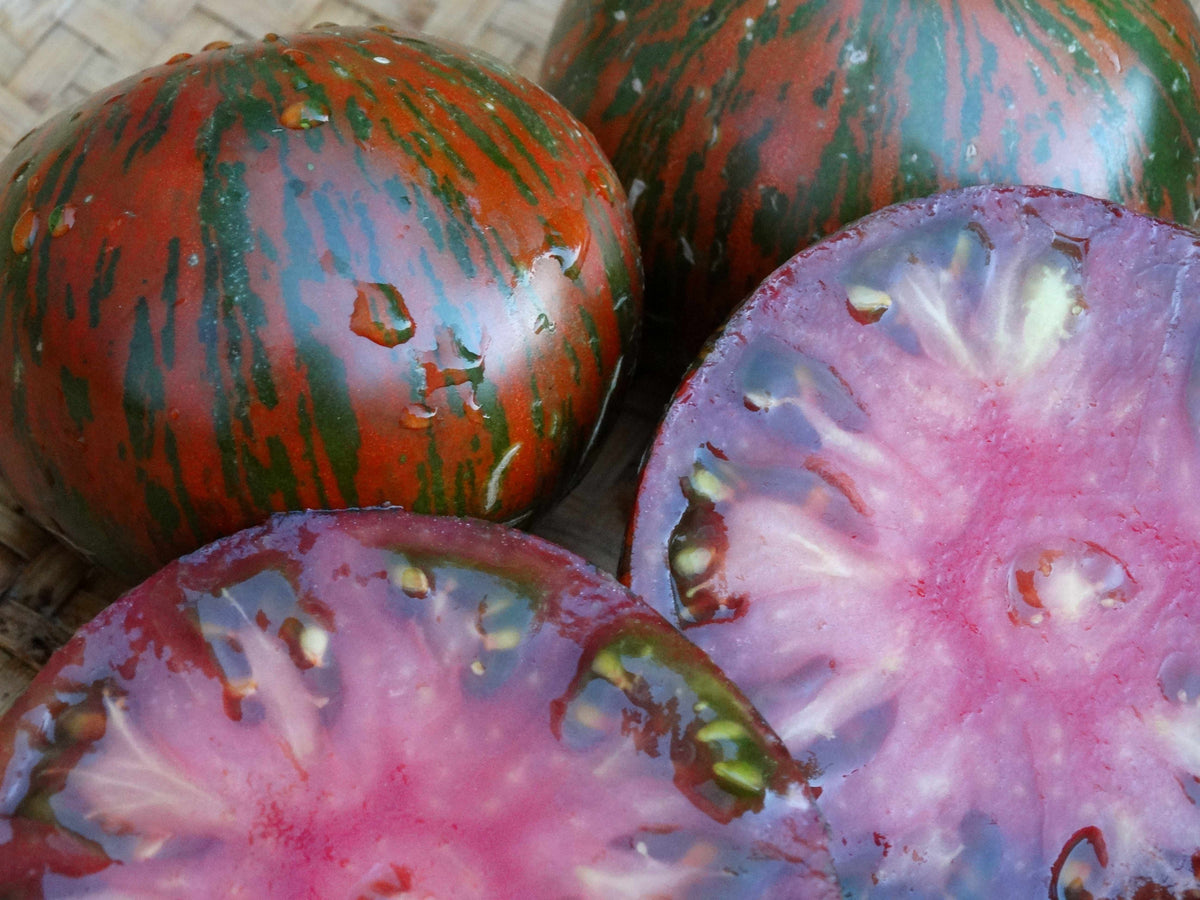 Chocolate Stripes Tomato – Heritage Harvest Seed