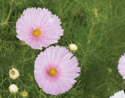Cupcakes Blush Cosmos – Heritage Harvest Seed