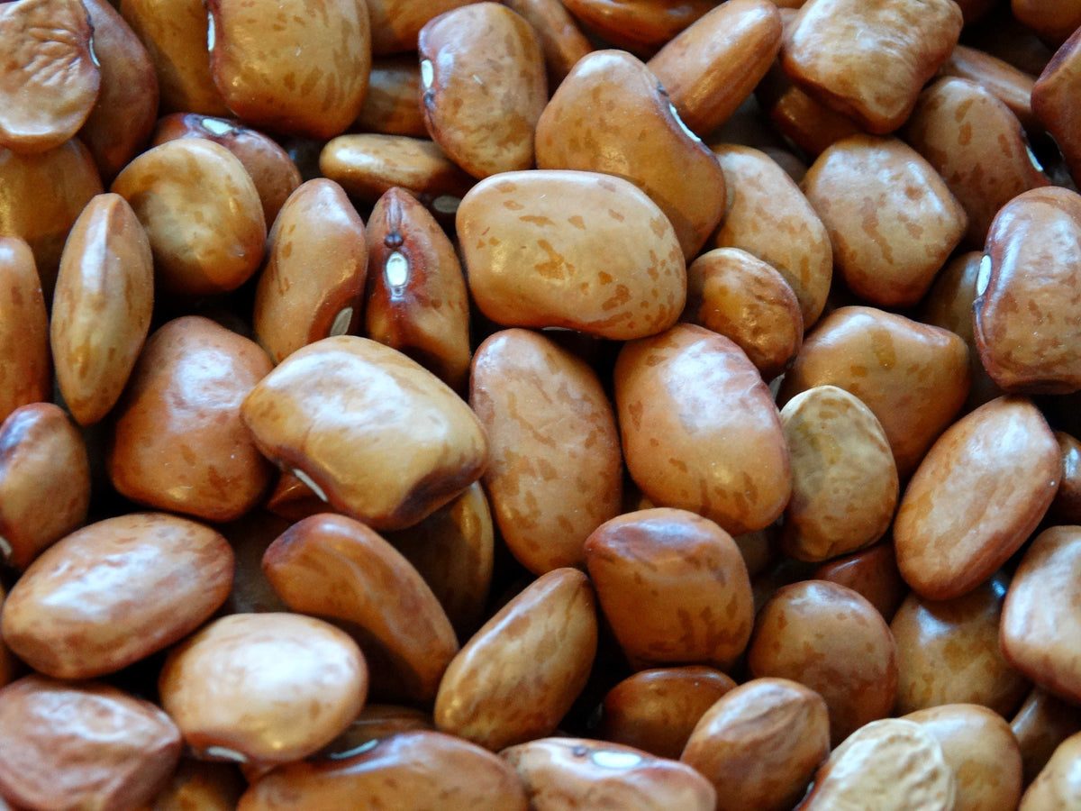 Dolloff Bean from Heritage Harvest Seed