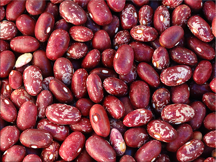 Early Warwick Bean – Heritage Harvest Seed