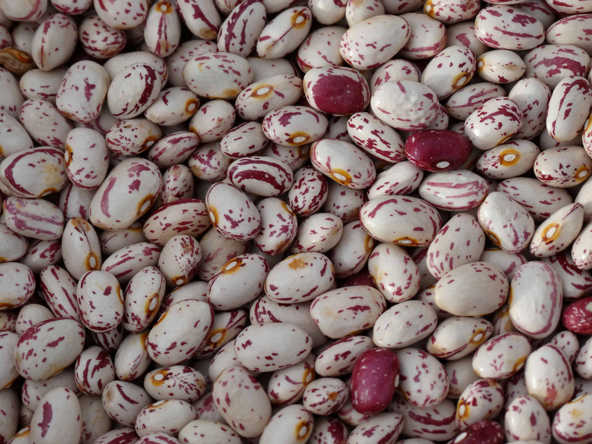 Early Mohawk Bean from Heritage Harvest Seeds
