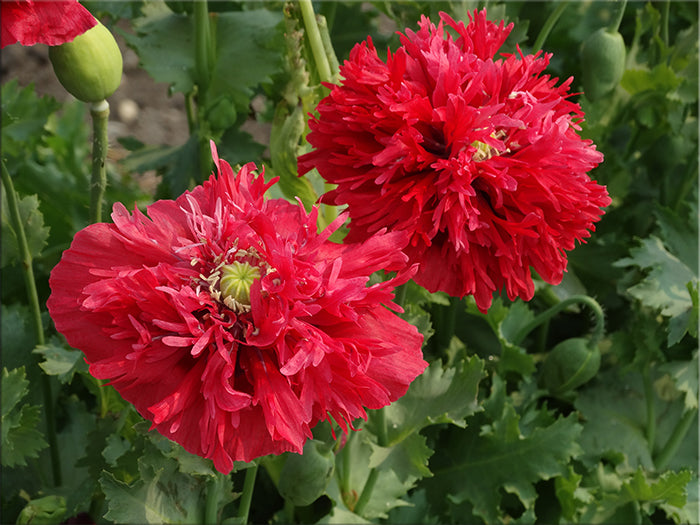 Gatterman Heirloom Poppy – Heritage Harvest Seed