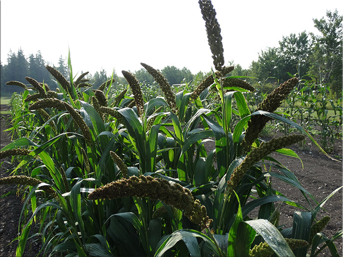 Heirloom Grain Seeds – Heritage Harvest Seed