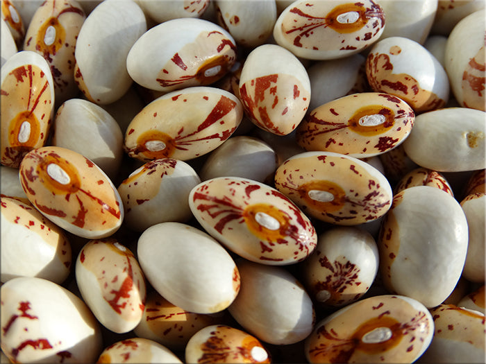Heirloom Bean Seeds - Pole – Heritage Harvest Seed