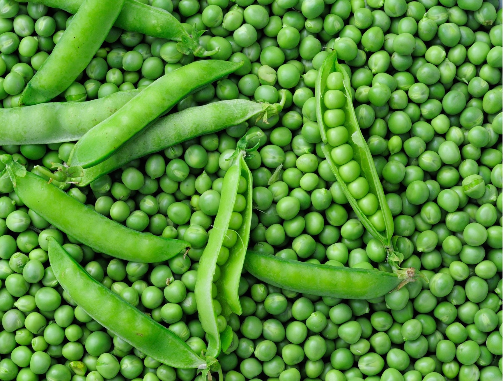 Homesteader Pea from Heritage Harvest Seed