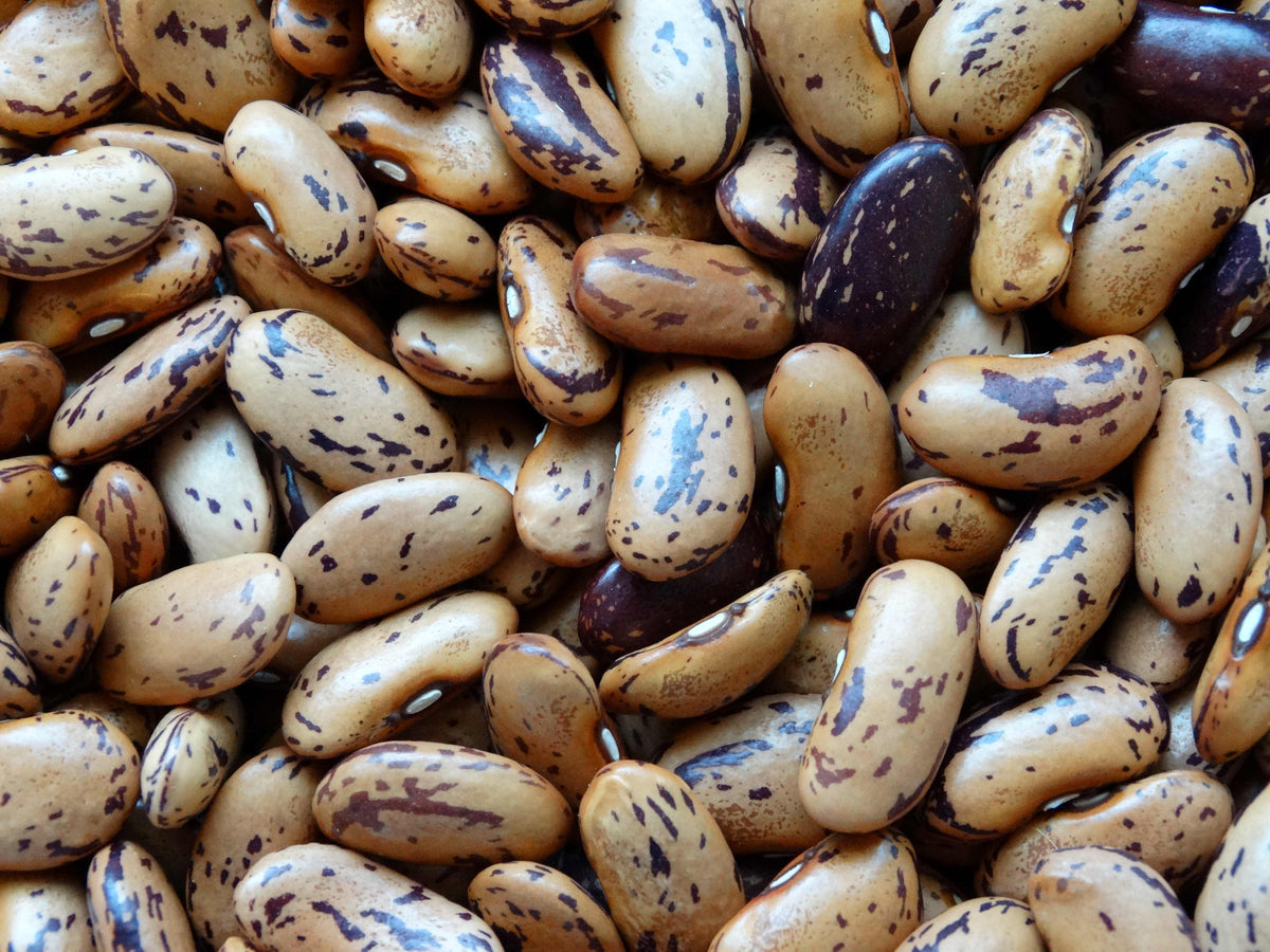 John's Bean from Heritage Harvest Seed