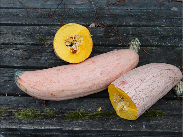 North Georgia Candy Roaster Squash Seeds from Heritage Harvest Seed