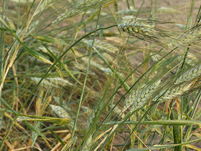 Polish Wheat Seeds from Heritage Harvest Seed