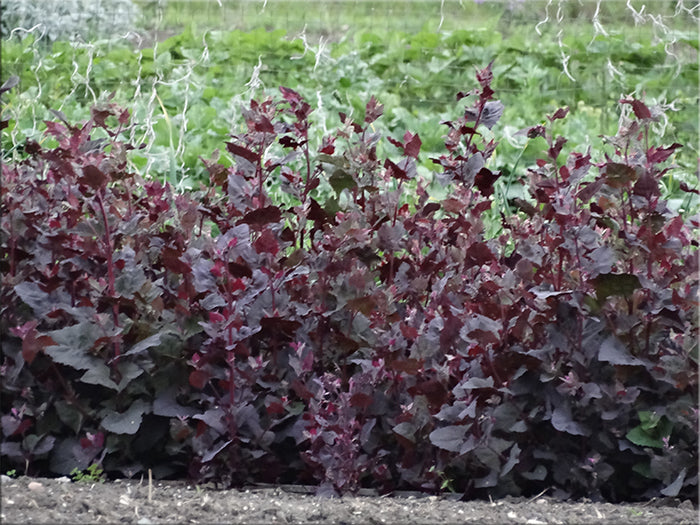 Red Orach from Heritage Harvest Seed