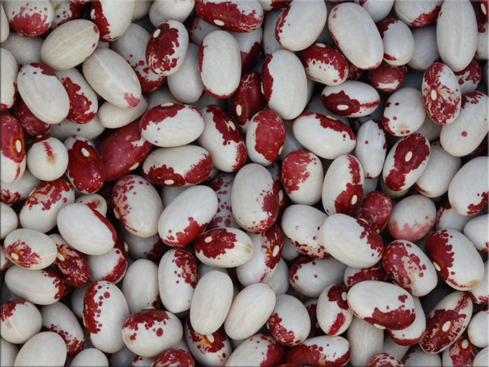 Rockwell Bean Heritage Harvest Seed rockwell-bean-heritage-harvest-seed