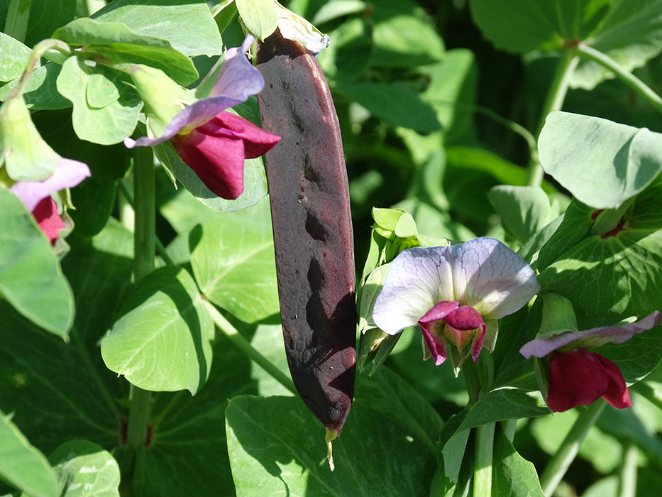 Canada's #1 Source for Heirloom Seed - Heritage Harvest Seed