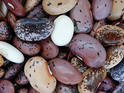 Sadie's Horse Runner Bean from Heritage Harvest Seed
