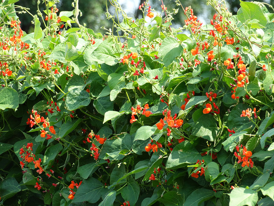 Canada's #1 Source for Heirloom Seed - Heritage Harvest Seed