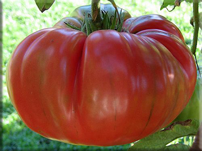 Andrew Raharts Jumbo Red Tomato from Heritage Harvest Seed