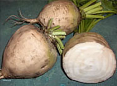 Albino Beet Seeds from Heritage Harvest Seed