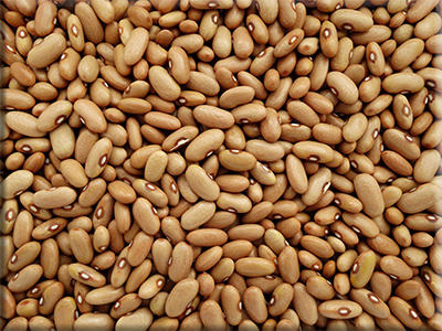 Heirloom Bean Seeds - All Varieties – Heritage Harvest Seed