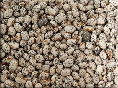 Heirloom Bean Seeds - All Varieties – Heritage Harvest Seed