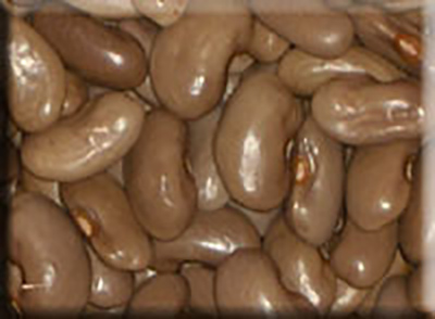 Brown Case Knife Bean from Heritage Harvest Seed