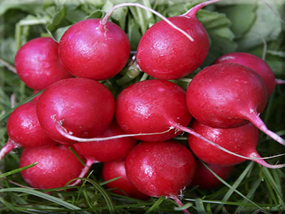 Cherry Belle Radish from Heritage Harvest Seed