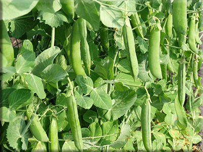 Champion Of England Pea (Woodbridge Strain) from Heritage Harvest Seed