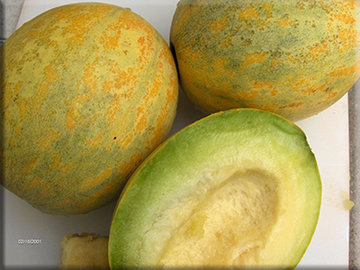 Cershownski Melon from Heritage Harvest Seed