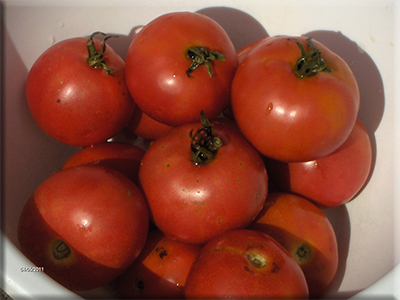 Centennial Rocket Tomato from Heritage Harvest Seed
