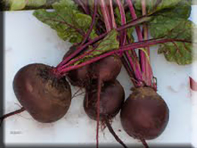 Early Wonder Beet from Heritage Harvest Seed