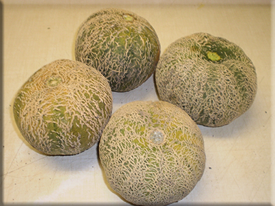 Farnorth Melon from Heritage Harvest Seed