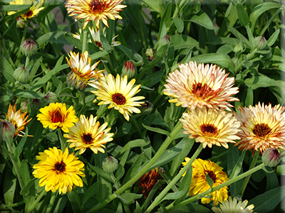 Flashback Mix Calendula from Heritage Harvest Seed