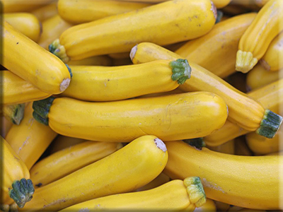 Heirloom Zucchini Seeds – Heritage Harvest Seed