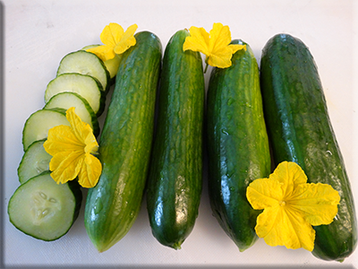 Muncher Cucumber from Heritage Harvest Seed