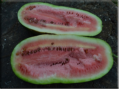 Art Combe’s Ancient Watermelon from Heritage Harvest Seed