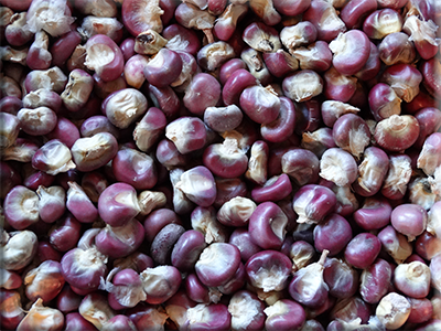 Mandan Red Clay Corn from Heritage Harvest Seed