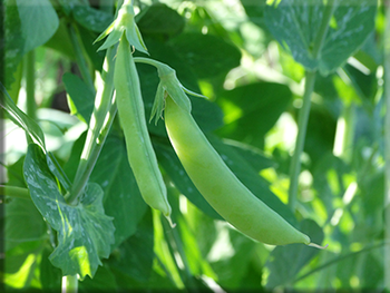 Heirloom Pea Seeds - (Pisum sativum var.sativum) – Heritage Harvest Seed