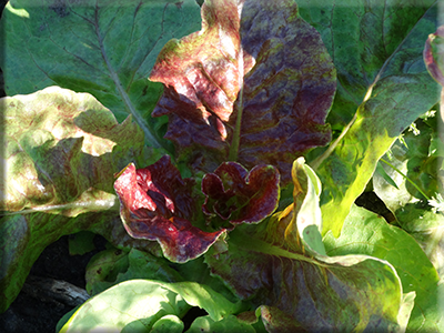 Brown Dutch Winter Lettuce from Heritage Harvest Seed