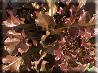 Mascara Lettuce from Heritage Harvest Seed