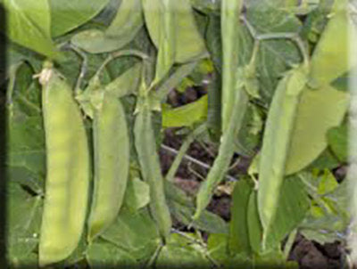 Heirloom Pea Seeds - (Pisum sativum var.sativum) – Heritage Harvest Seed