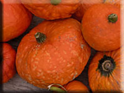 Mandan Banquet Squash from Heritage Harvest Seed