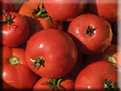 Peron Sprayless Tomato from Heritage Harvest Seed