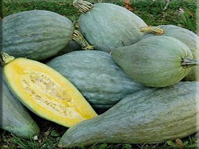 Sibley Squash from Heritage Harvest Seed
