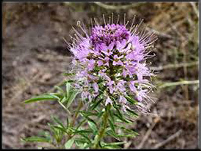 Rocky Mountain Bee Plant from Heritage Harvest Seed