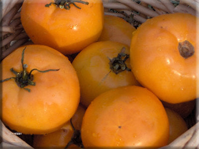 Nebraska Wedding Tomato from Heritage Harvest Seed