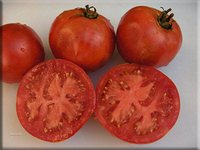Heirloom Tomato Seeds - Early – Heritage Harvest Seed