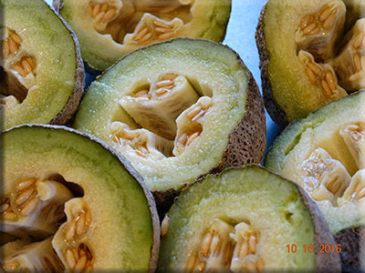 Green Nutmeg Melon from Heritage Harvest Seed